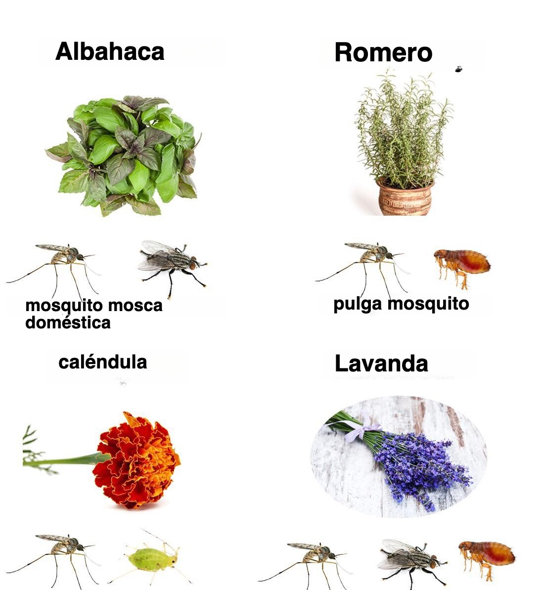Defensa natural contra los insectos en el jardín: 11 plantas que alejan ...